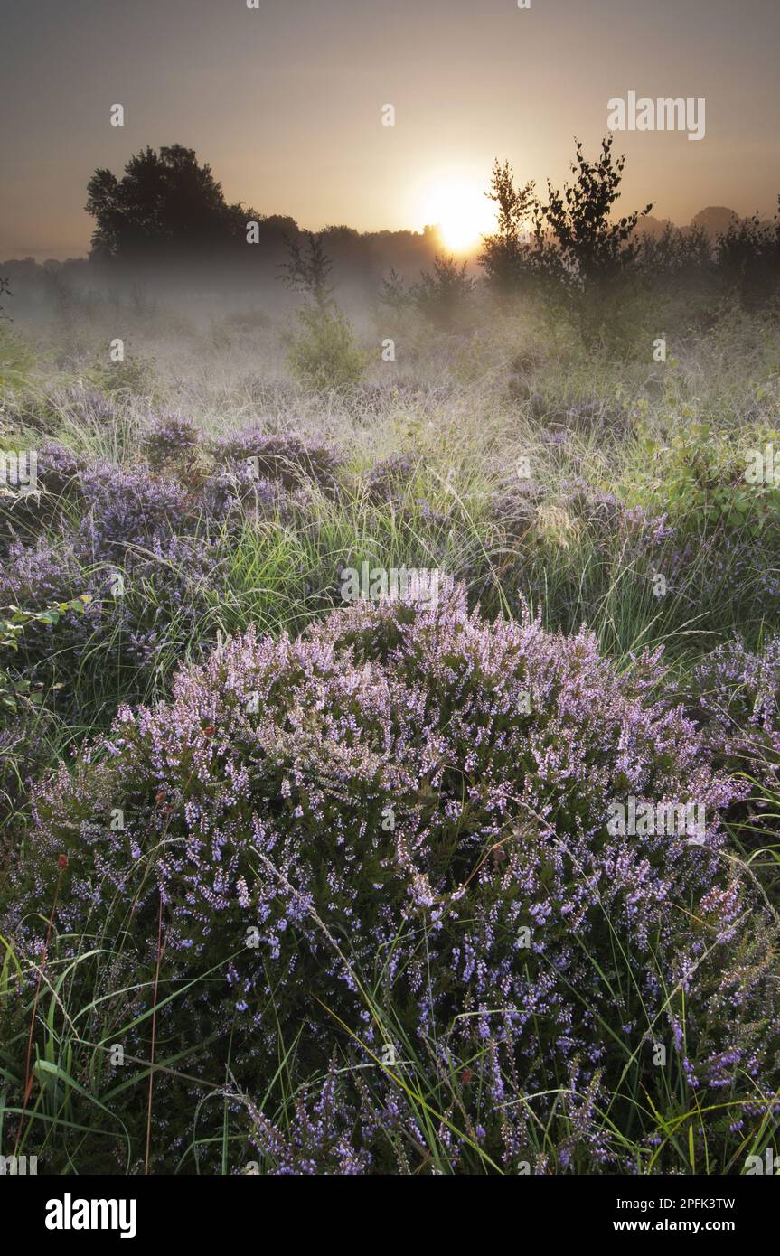 Common heather (Calluna vulgaris) flowering, growing at sunrise on ...
