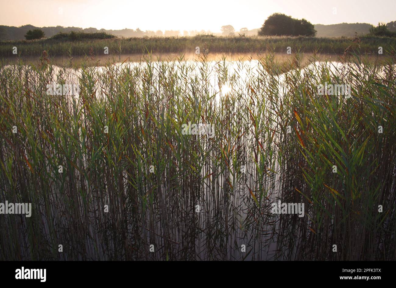 Fen habitat hi-res stock photography and images - Alamy