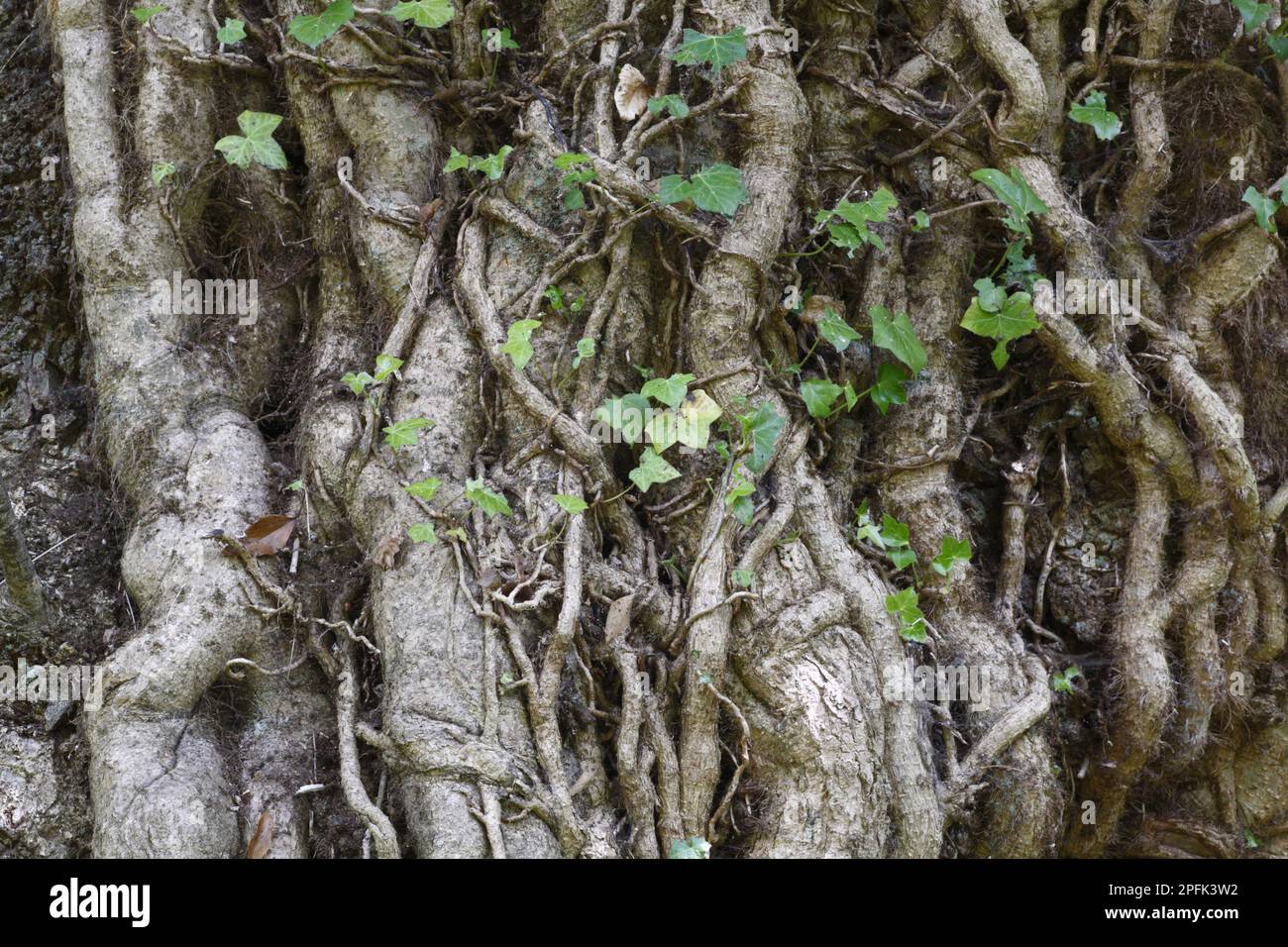 Common ivy (Hedera helix), Ivy stems, covering oak tree trunk, Powys ...