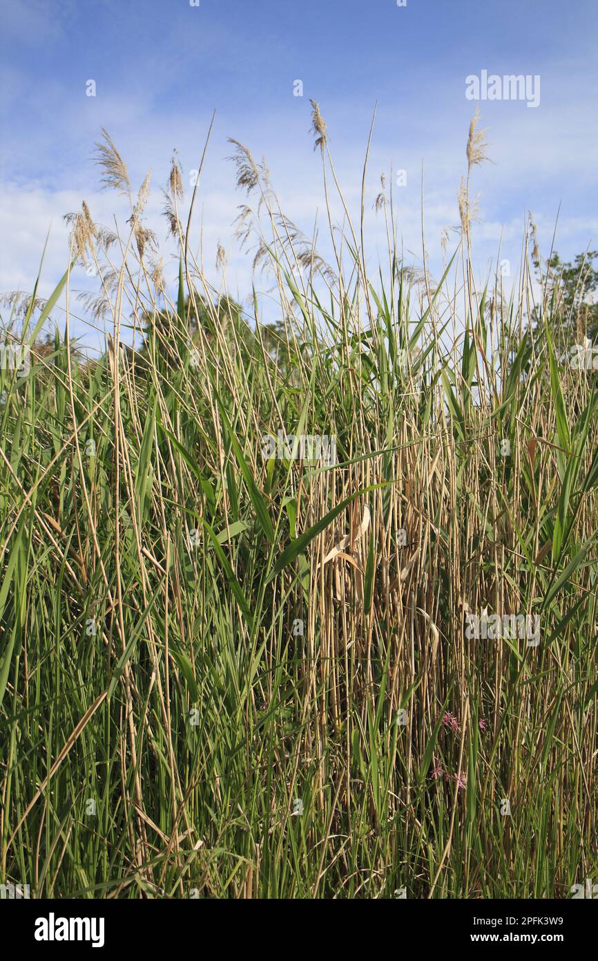 Common reed (Phragmites australis) reed habitat, Little Ouse Headwaters ...