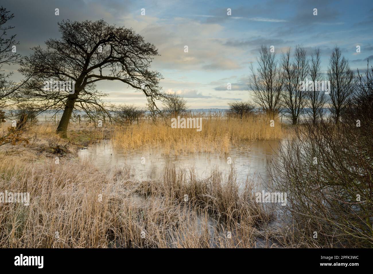 Common common reed (Phragmites australis) with frozen pond and trees in ...