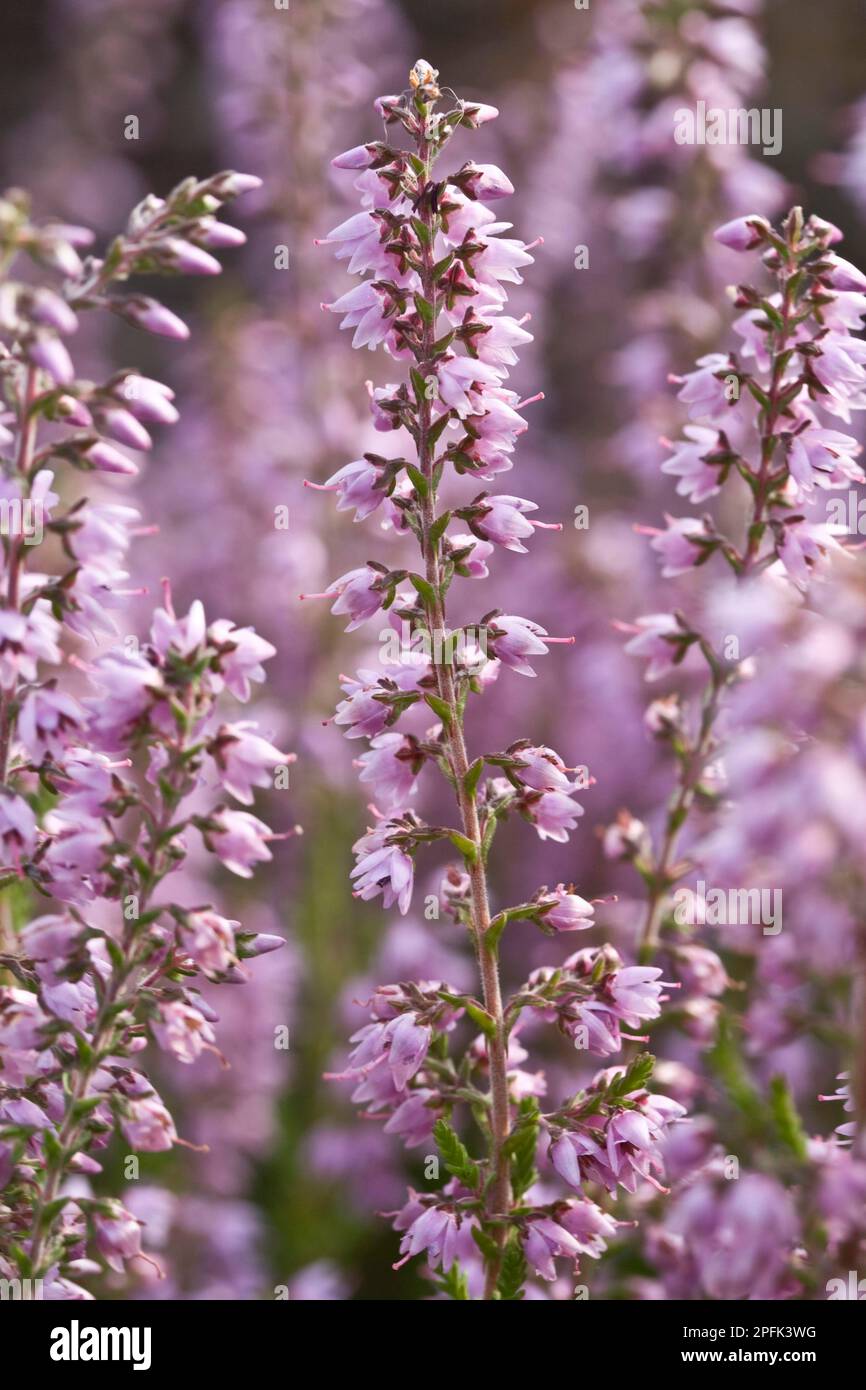 Flowering common heather (Calluna vulgaris), on lowland heath ...
