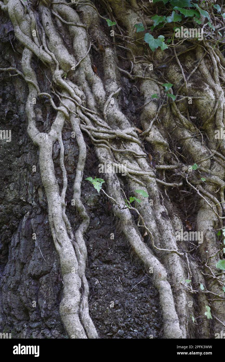 Common ivy (Hedera helix), Ivy stems, covering oak tree trunk, Powys ...