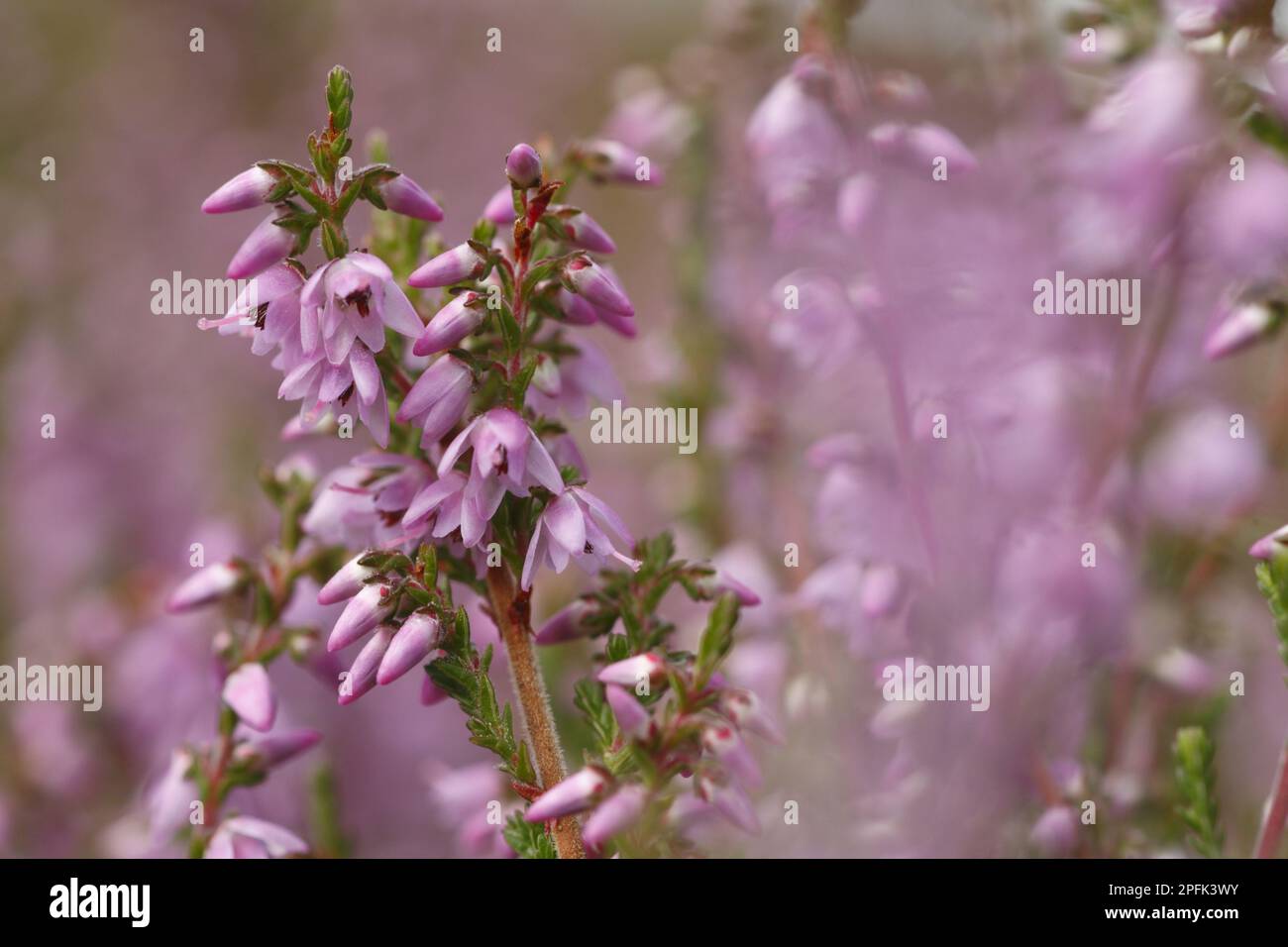 Broomheather, common heather (Calluna vulgaris), Heather family, Common ... Broomheather, common heather (Calluna vulgaris), Heather family, Common ...