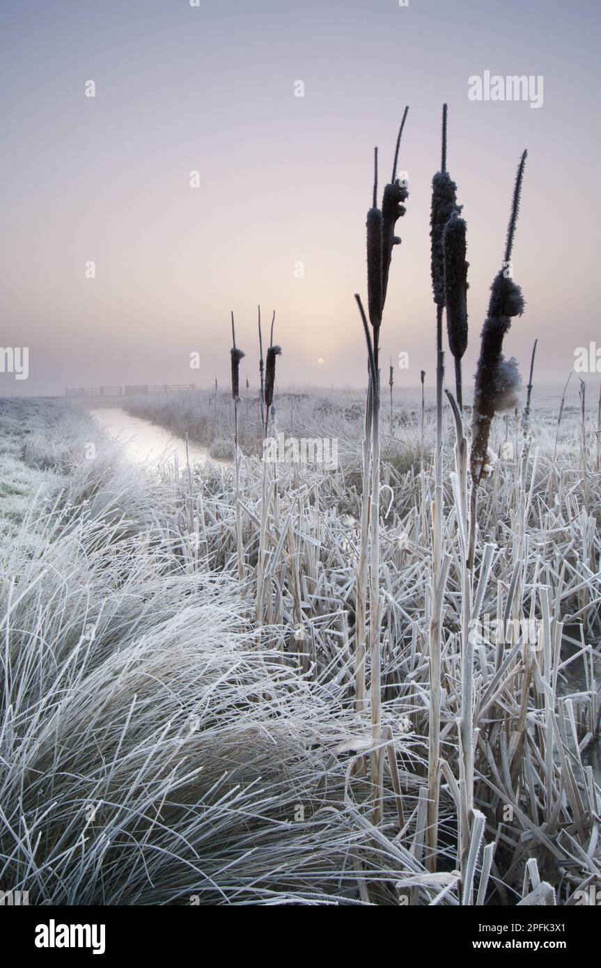 Tall bulrush hi-res stock photography and images - Alamy