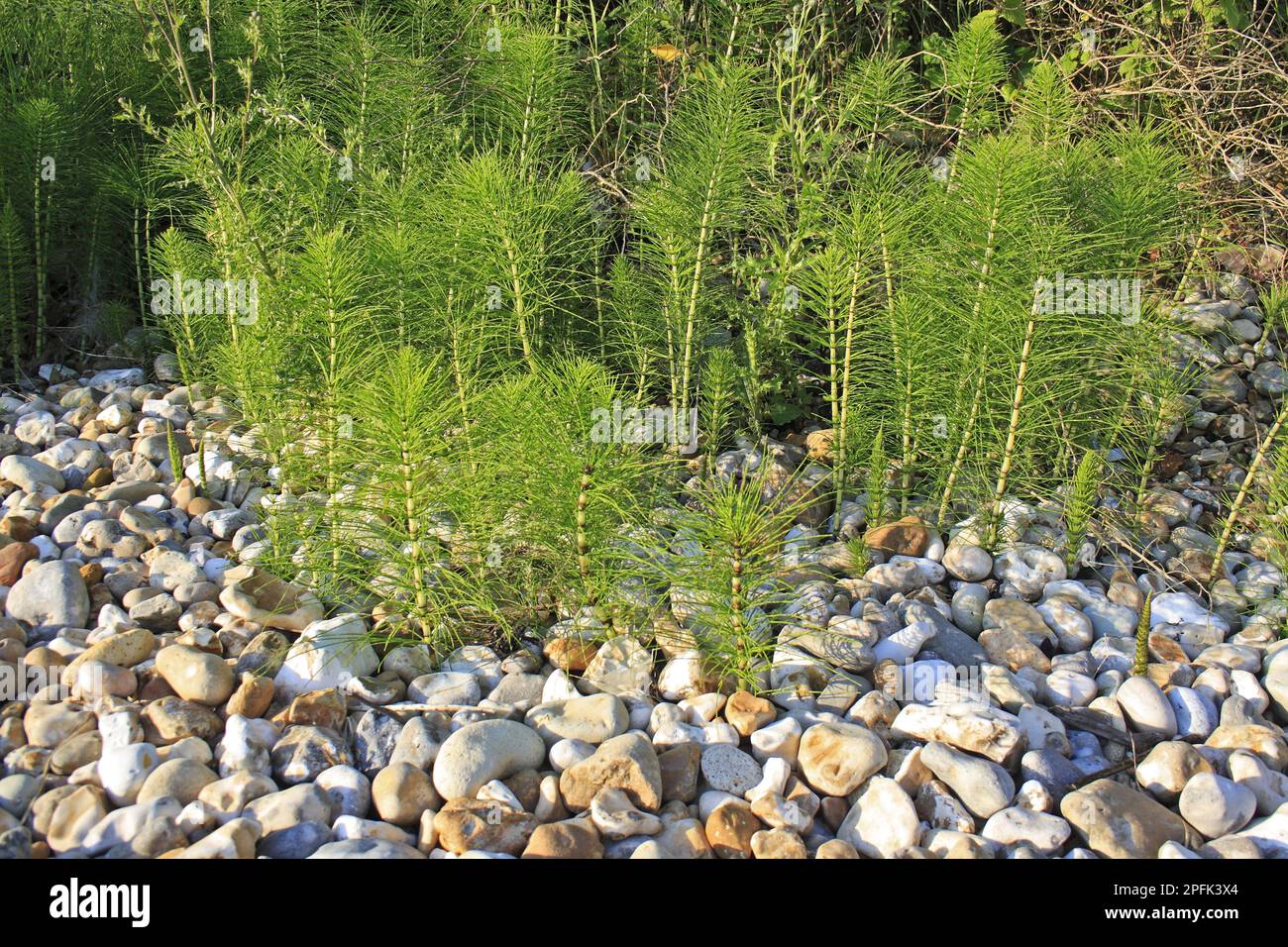 Great horsetail (Equisetum telmateia), Horsetail family, Giant ...