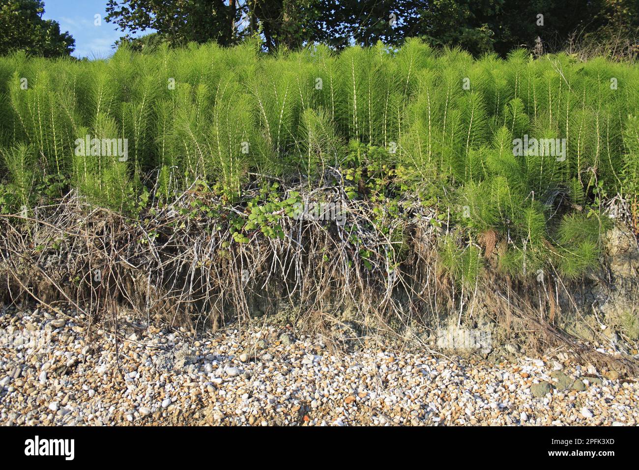 Great horsetail (Equisetum telmateia), Giant Horsetail patch with ...