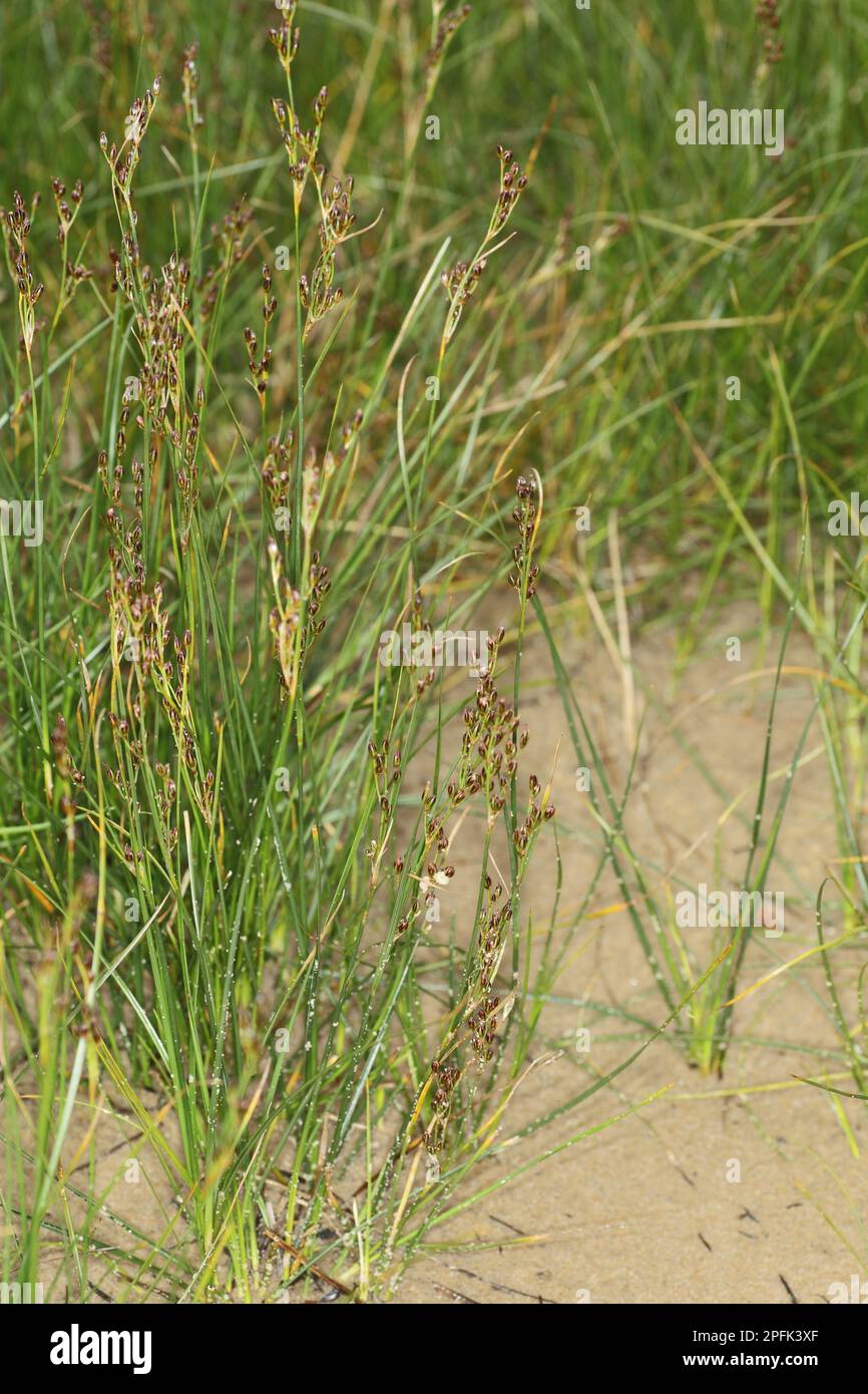 Sea-bottom rush, blackgrass, Saltmarsh rush (Juncus gerardii) growing ...
