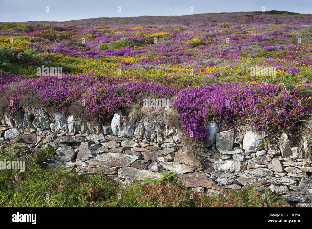 Common heather (Calluna vulgaris) flowering mass, growing beside a dry ...