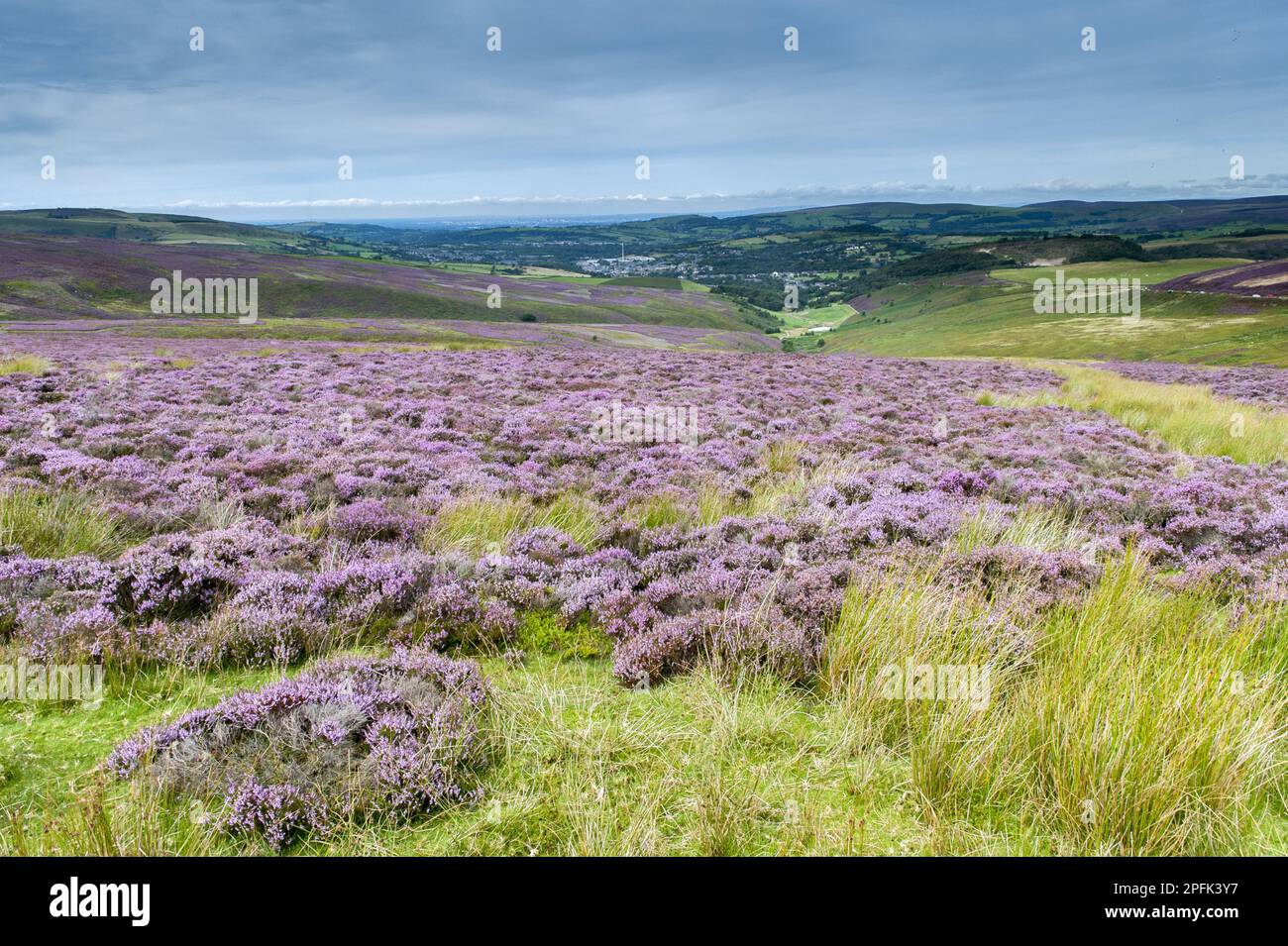 Flowering common heather (Calluna vulgaris) growing on moorland habitat ...