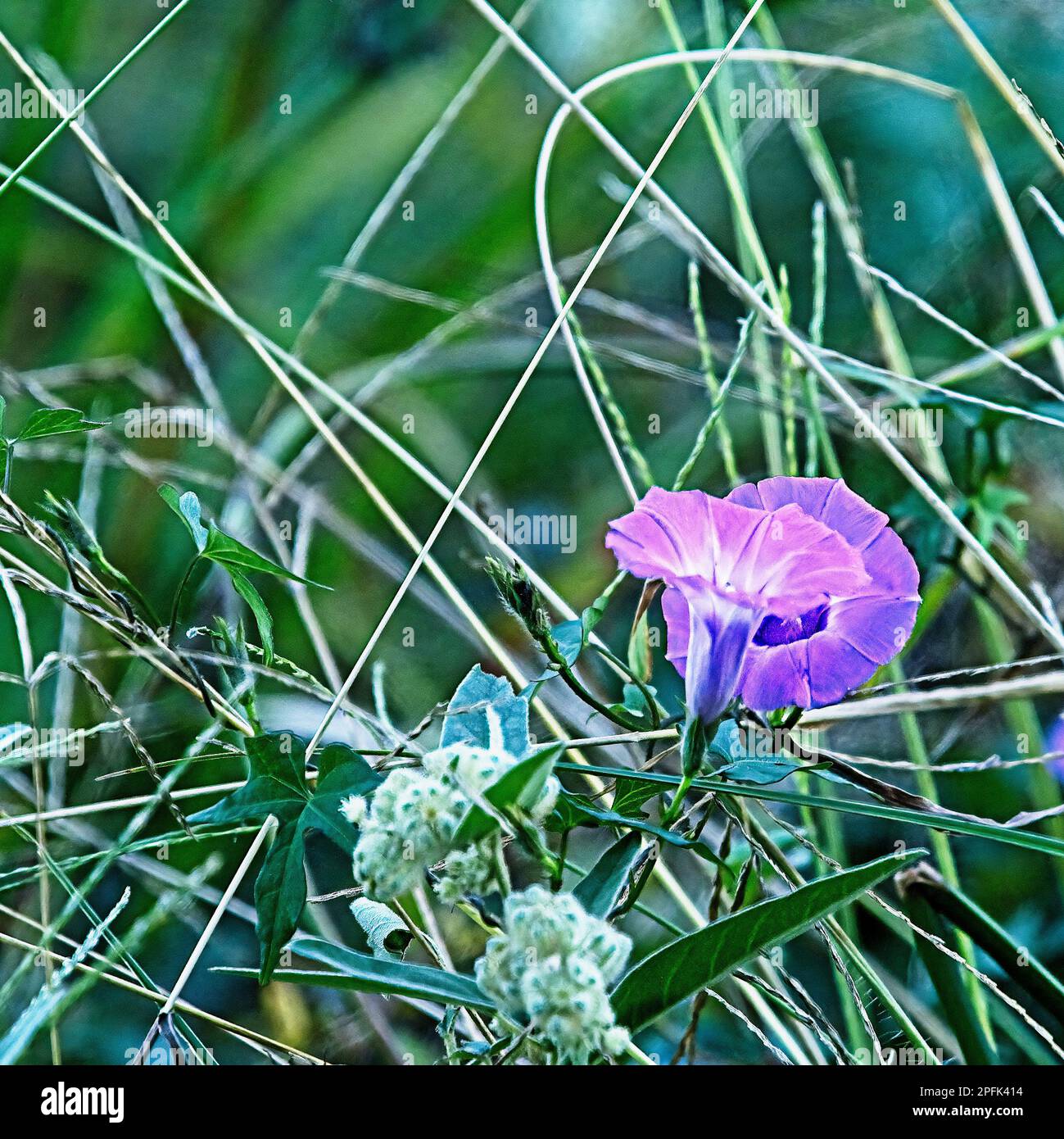 Soft Violet Flowers with Green Gress Background Square in the woods in ...