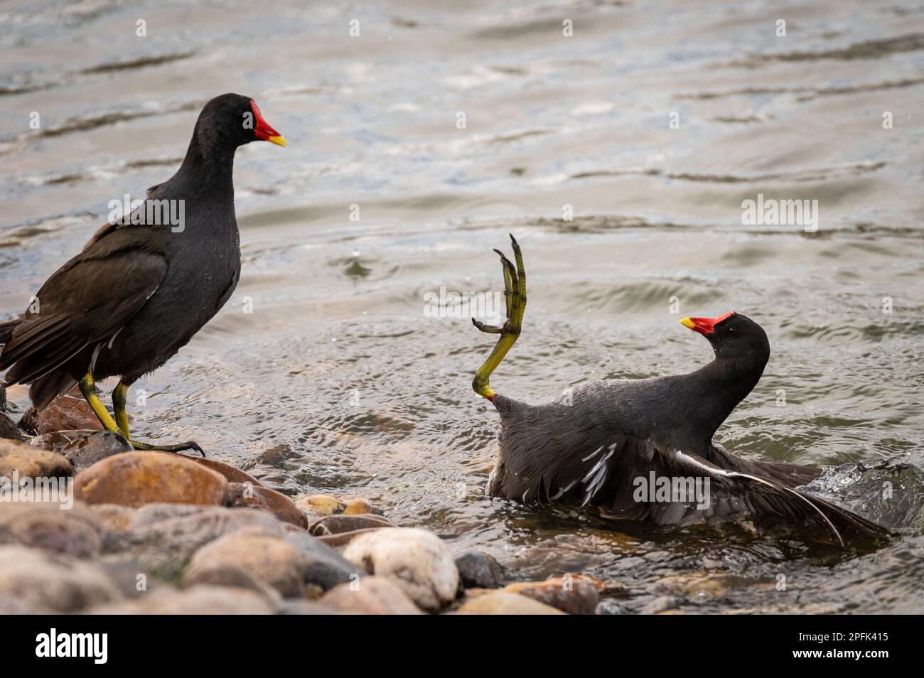 Madrid, Spain. 17th Mar, 2023. Two common moorhen (Gallinula chloropus ...