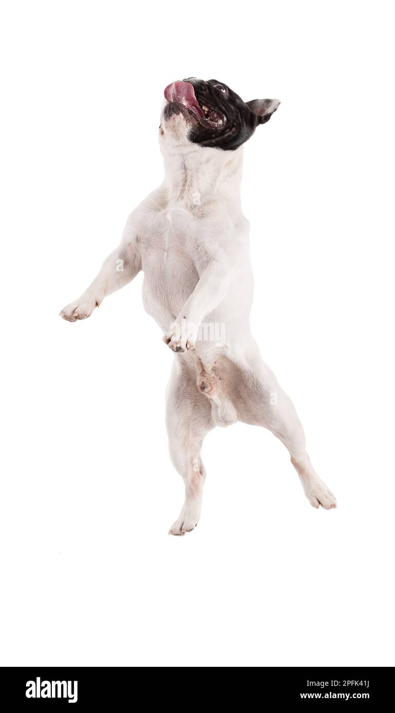 French bulldog jumping on a white background Stock Photo - Alamy