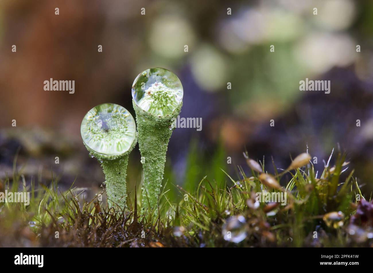 Cup Lichen (Cladonia pyxidata) fruiting bodies, with raindrops resting ...