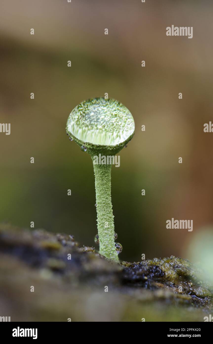 Cup Lichen (Cladonia pyxidata) fruiting body, with raindrop resting in ...