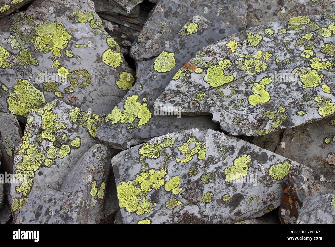 Map map lichen (Rhizocarpon geographicum) growing on hard acid rock of ...