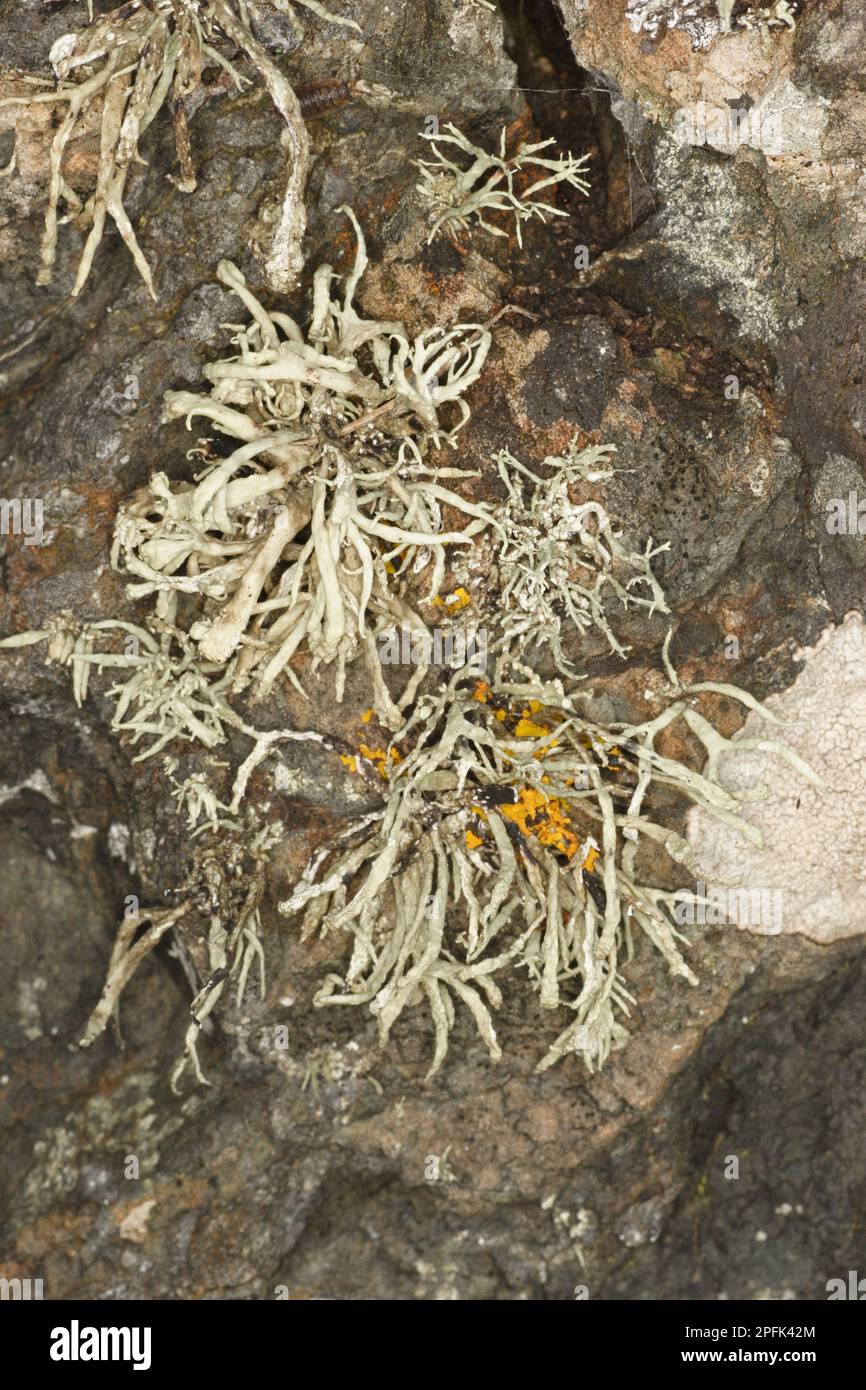 Sea Ivory Lichen (Ramalina siliquosa) growing on rocky shore ...