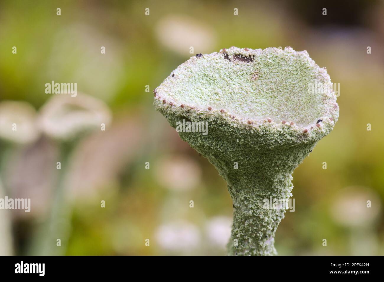 Cup Lichen (Cladonia pyxidata) close-up of fruiting body, growing on ...