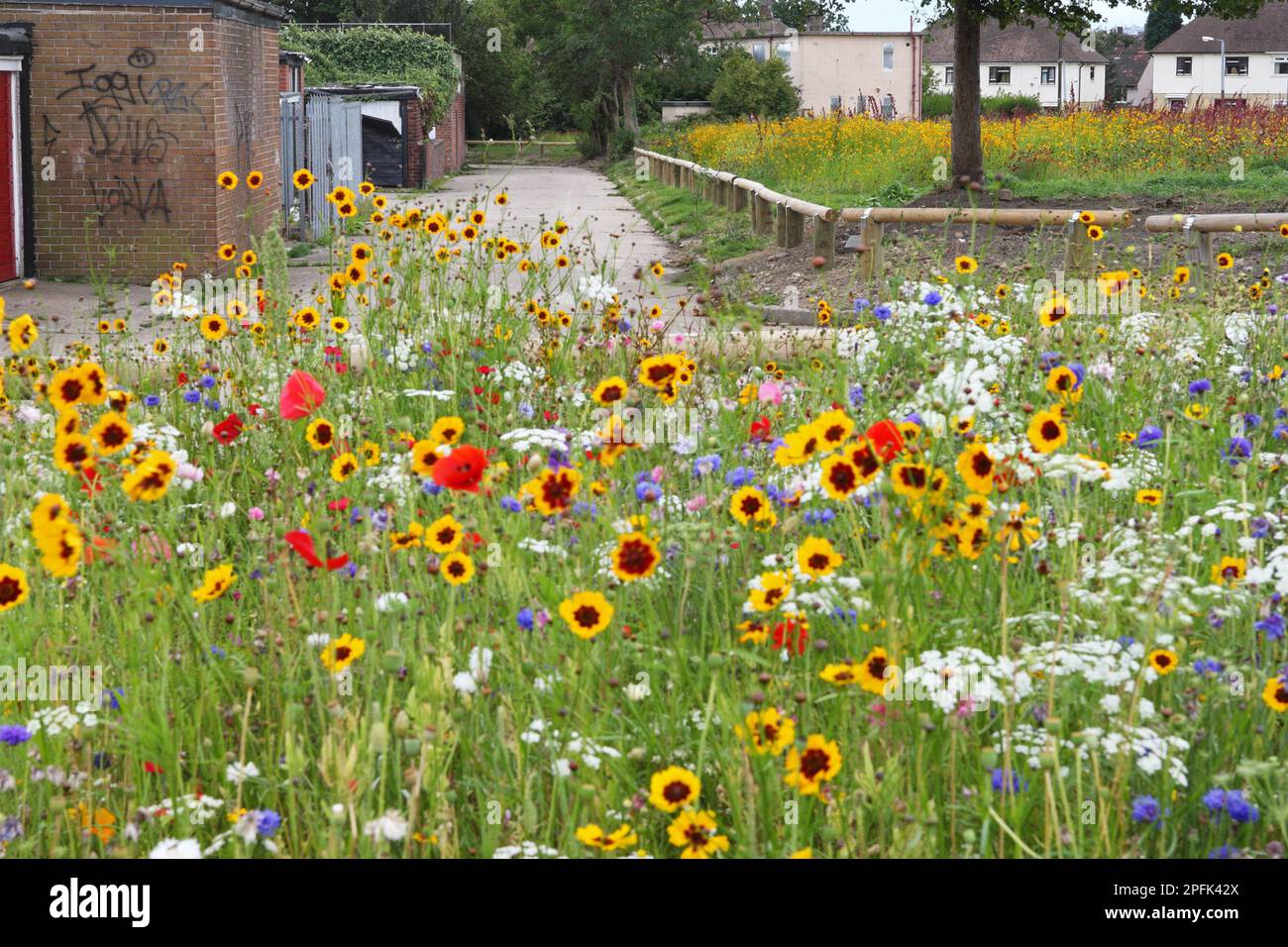 Mixed flowers planted in derelict urban housing plots, Sheffield, South ...