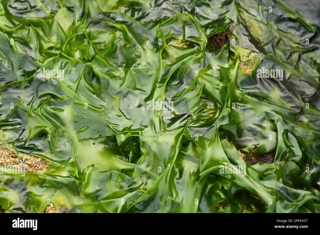 Sea Lettuce (Ulva lactuca), sea lettuce, Green Algae, Green Algae ...