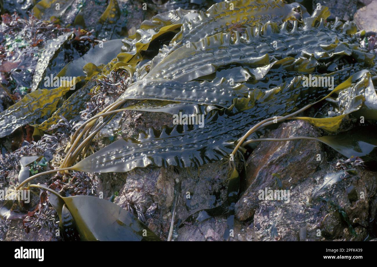 Sea belt (Laminaria saccharina) Sugar Algae, Brown Algae, Seaweed ...