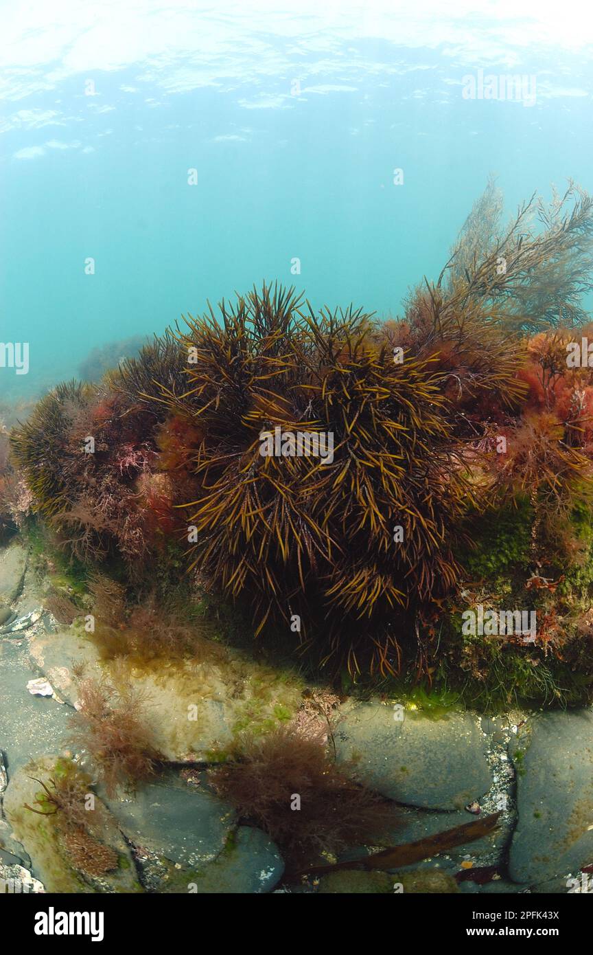 Discoid forkweed (Polyides rotundus) growing on rocks under water ...