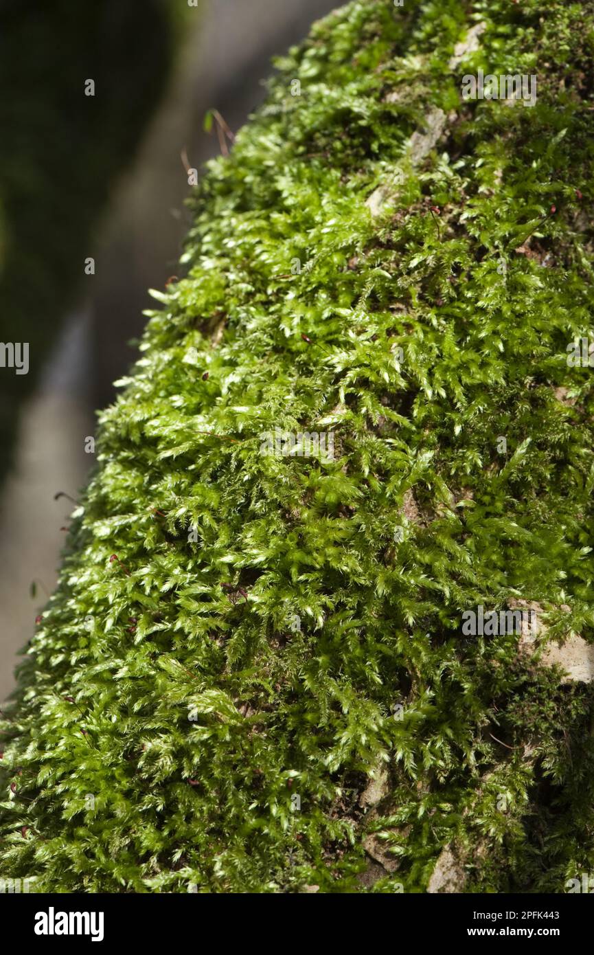 Long leaved moss hi-res stock photography and images - Alamy