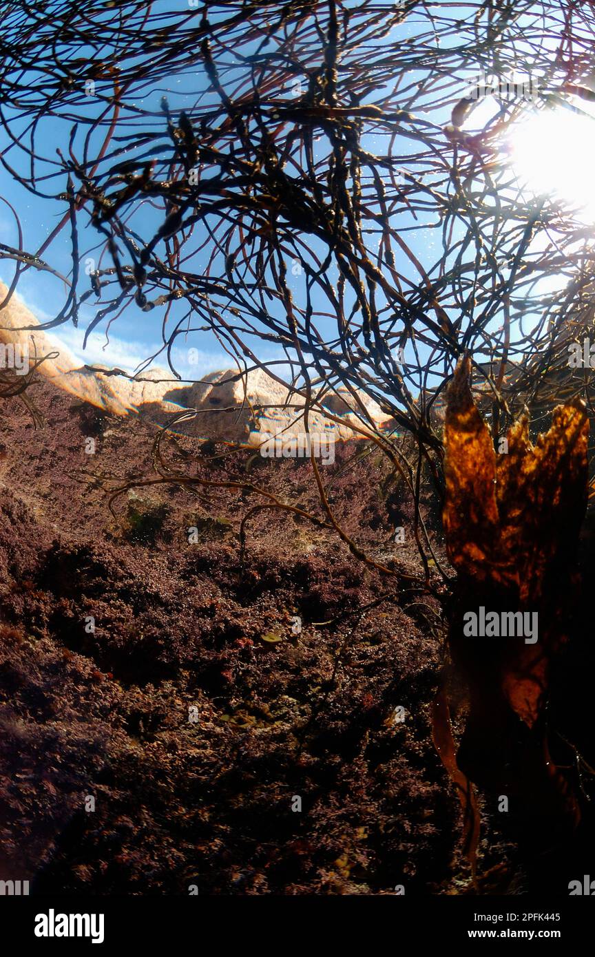 Sea-thong (Himanthalia elongata) underwater, growing in rockpool ...
