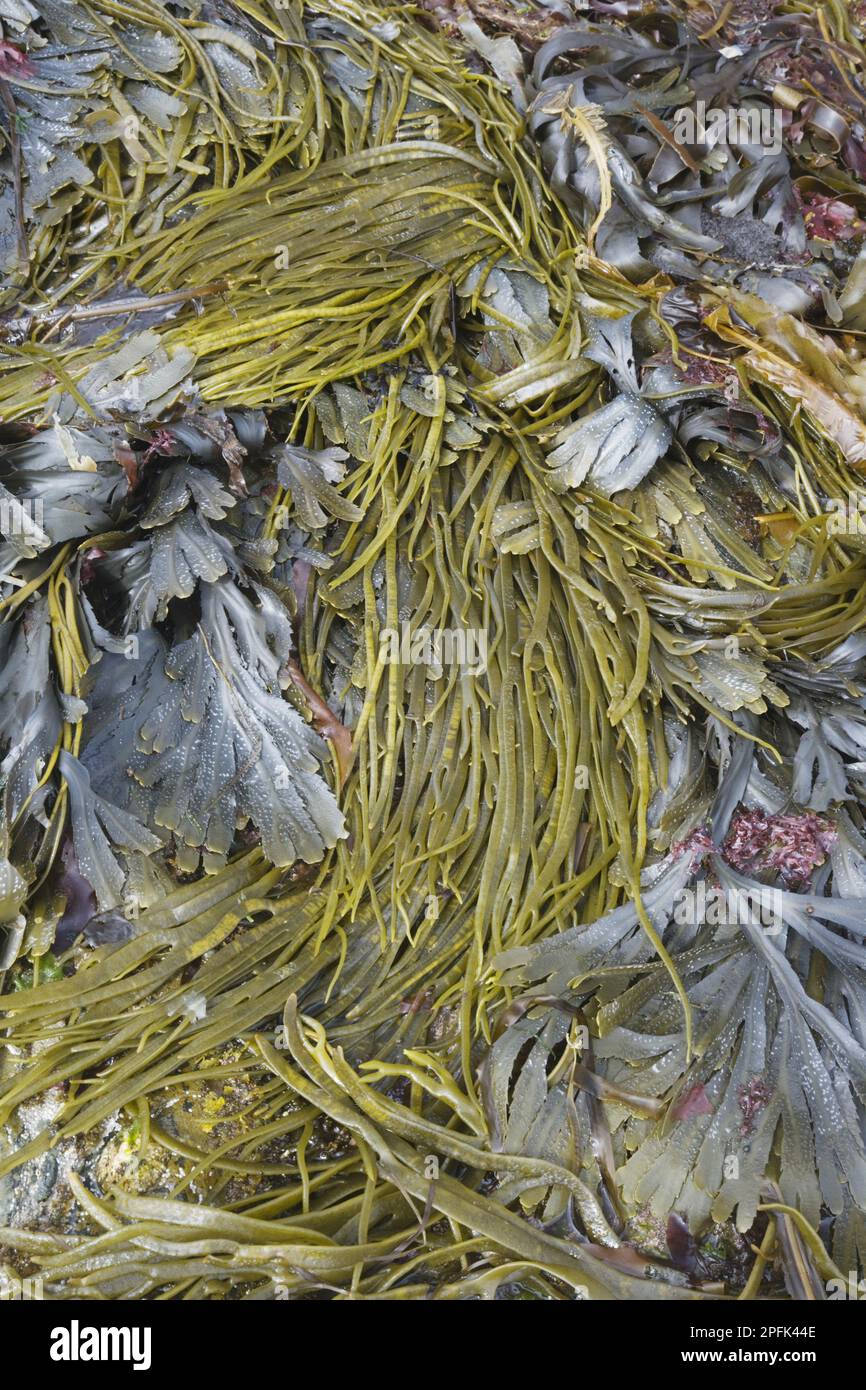 Thongweed (Himanthalia elongata) and toothspotted frond (Fucus serratus ...
