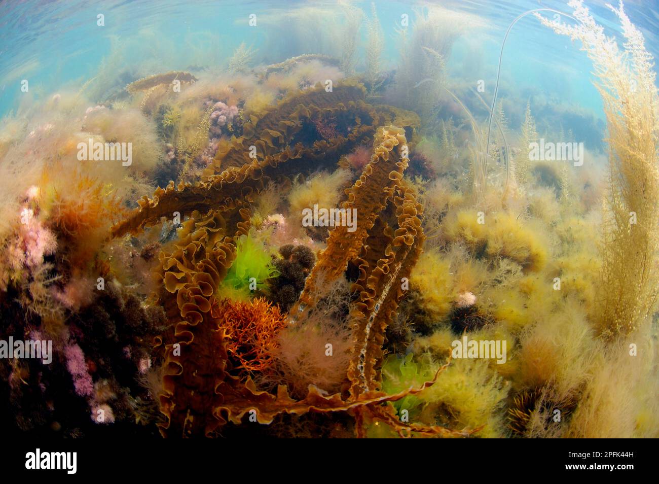Sea belt (Laminaria saccharina) fronds among various marine algae under ...