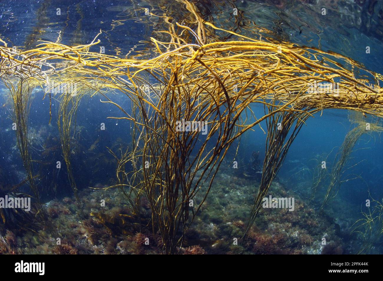 Sea-thong (Himanthalia elongata) in underwater habitat, Kimmeridge Bay ...