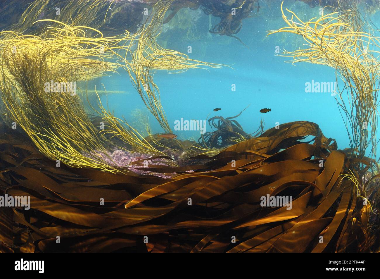 Thongweed (Himanthalia elongata) and kelp frond, in submerged habitat ...