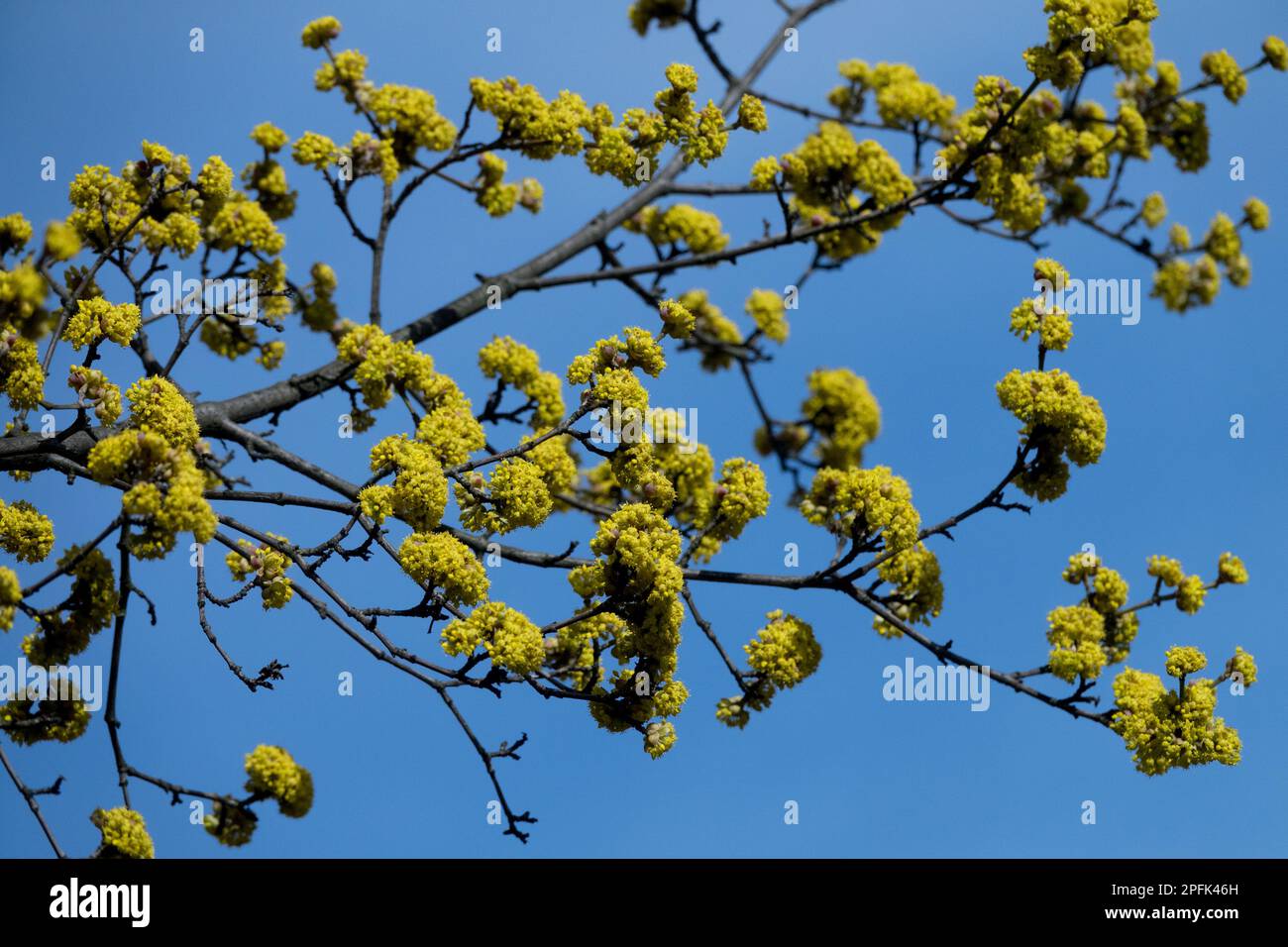 Blooming, Branches, Cornelian Cherry, Cornus mas, Dogwood, Cornus, Tree ...