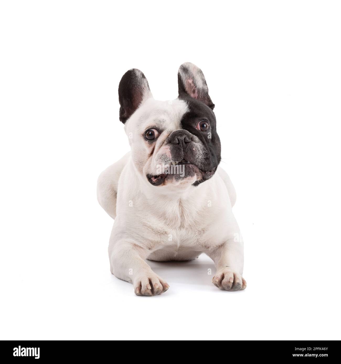 French bulldog lying on Cut Out Stock Images & Pictures - Alamy