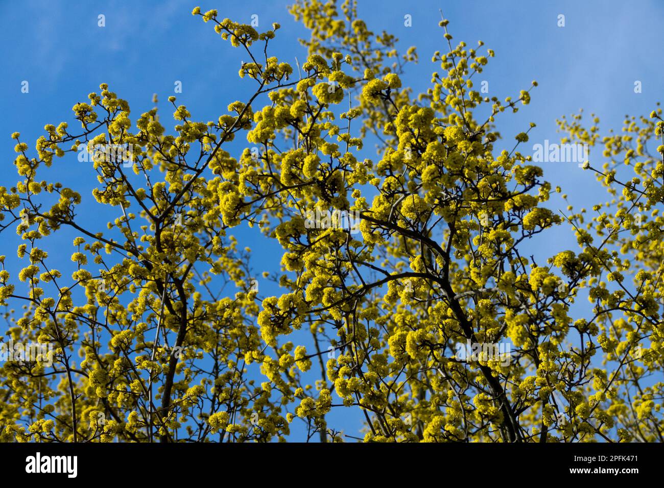 Cornelian Cherry, Cornus mas Tree, European Cornel, Dogwood, Blossoms ...