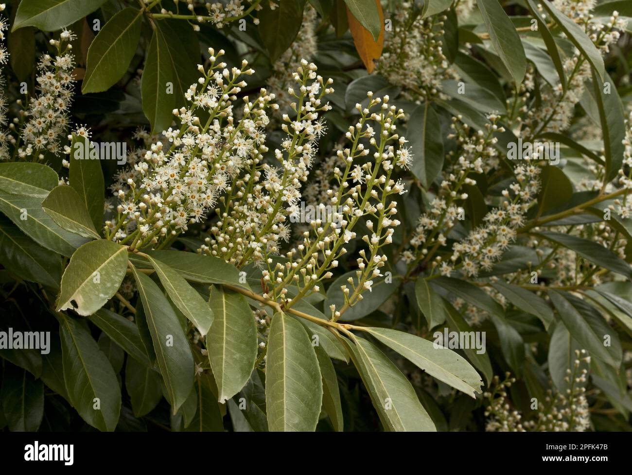 Cherry laurel (Prunus laurocerasus) Close-up of flowers, France, Europe ...
