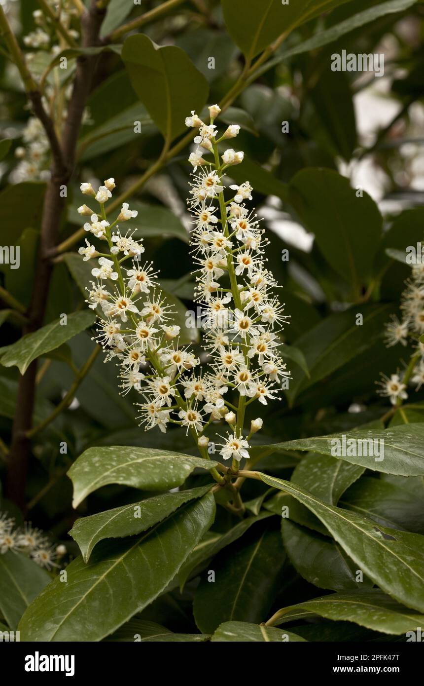 Cherry laurel (Prunus laurocerasus) Close-up of flowers, France, Europe ...