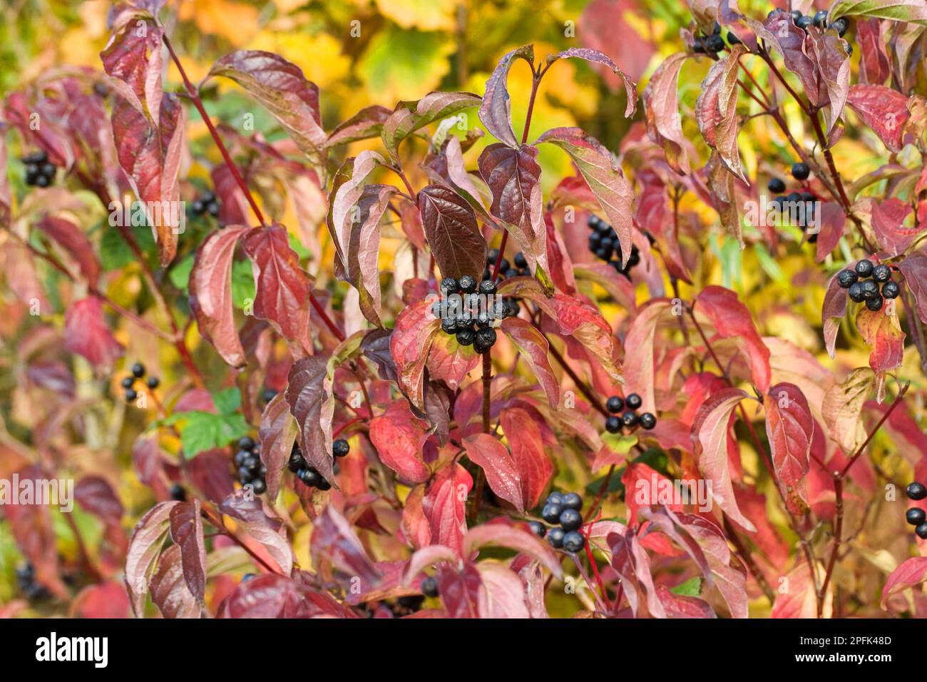 Common common dogwood (Cornus sanguinea) Close-up of fruit and leaves ...