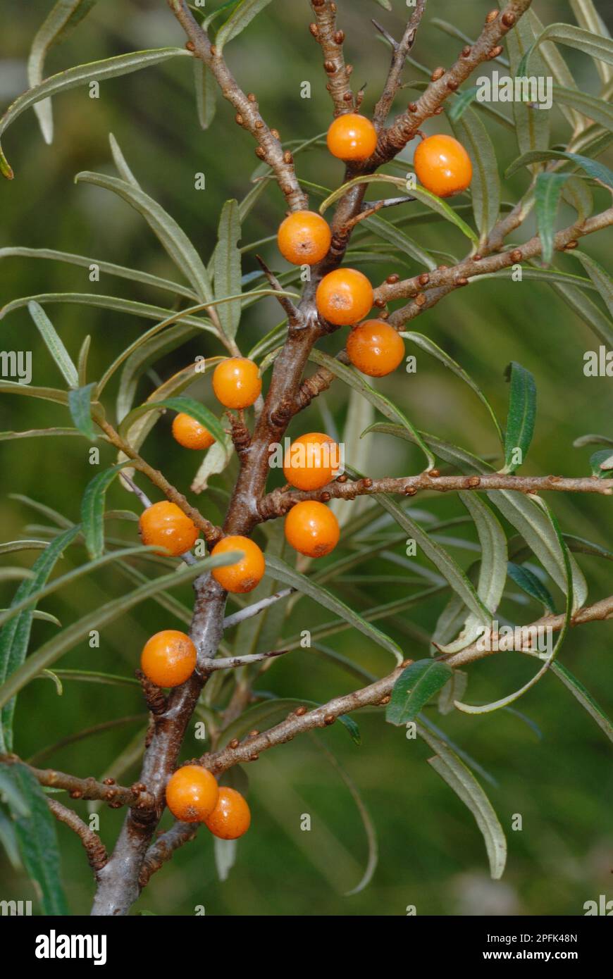 Sea Buckthorn (Hippophae rhamnoides) close-up of berries, growing on ...