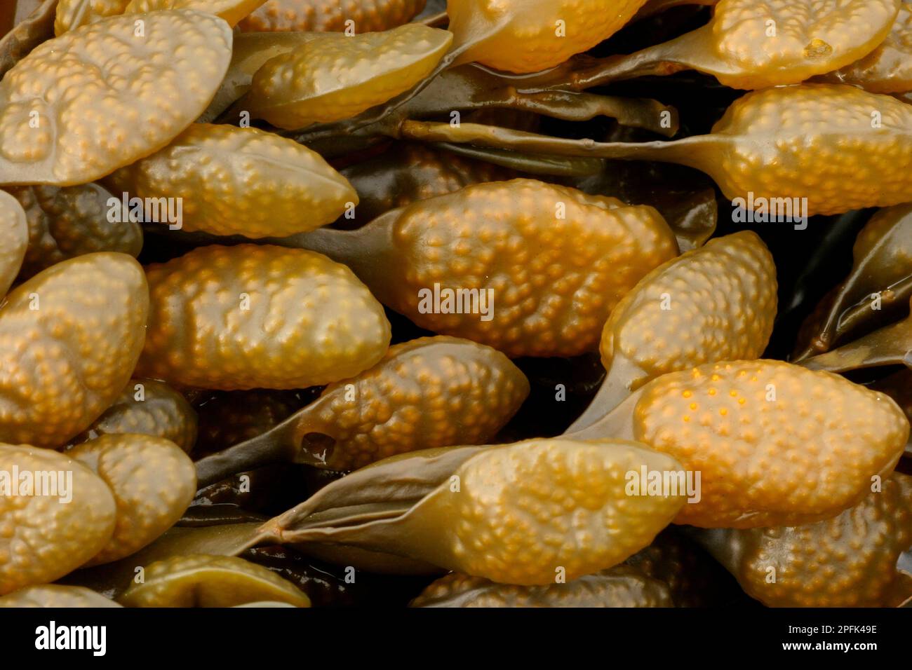 Rockweed (Ascophyllum nodosum) close-up of the vessels, Osmington Mills ...