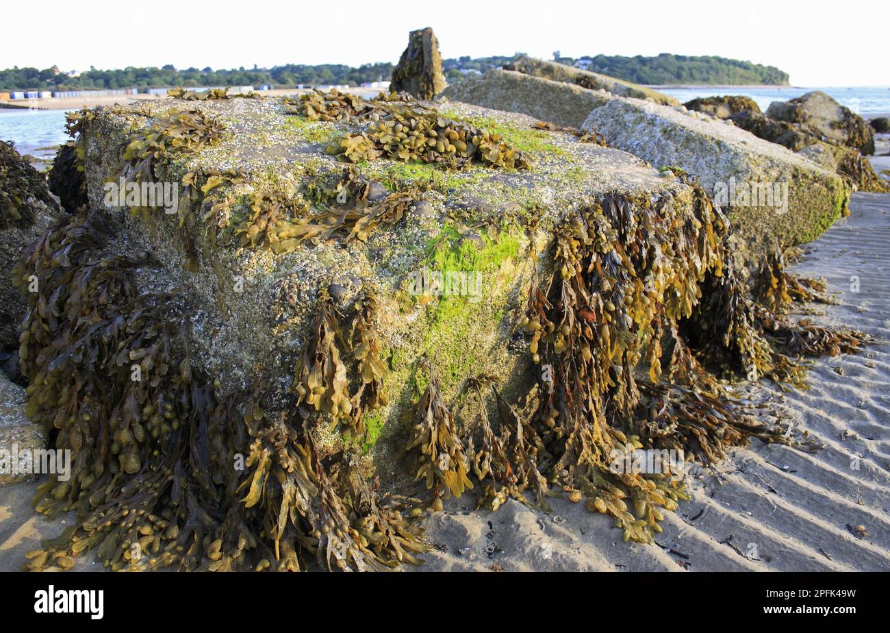 Channel wrack hi-res stock photography and images - Alamy