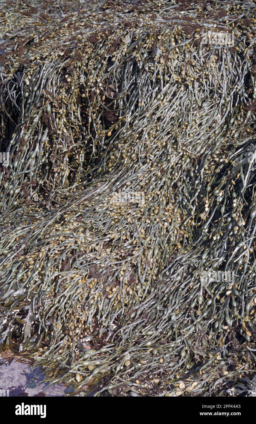 Rockweed (Ascophyllum nodosum) On rocks, low tide Stock Photo - Alamy