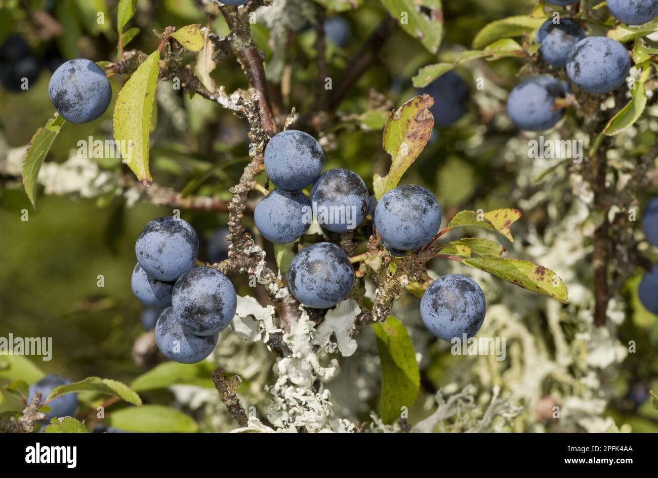 Blackthorn (Prunus spinosa) close-up of berries and lichen covered ...