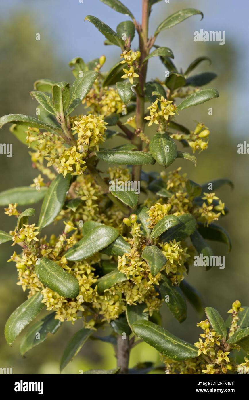 Holly Buckthorn, italian buckthorn, Buckthorn family, Mediterranean ...