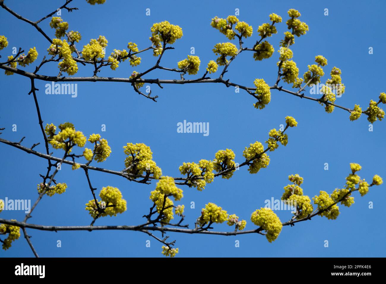 Cornelian Cherry, Cornus mas small clusters of tiny, bright yellow ...