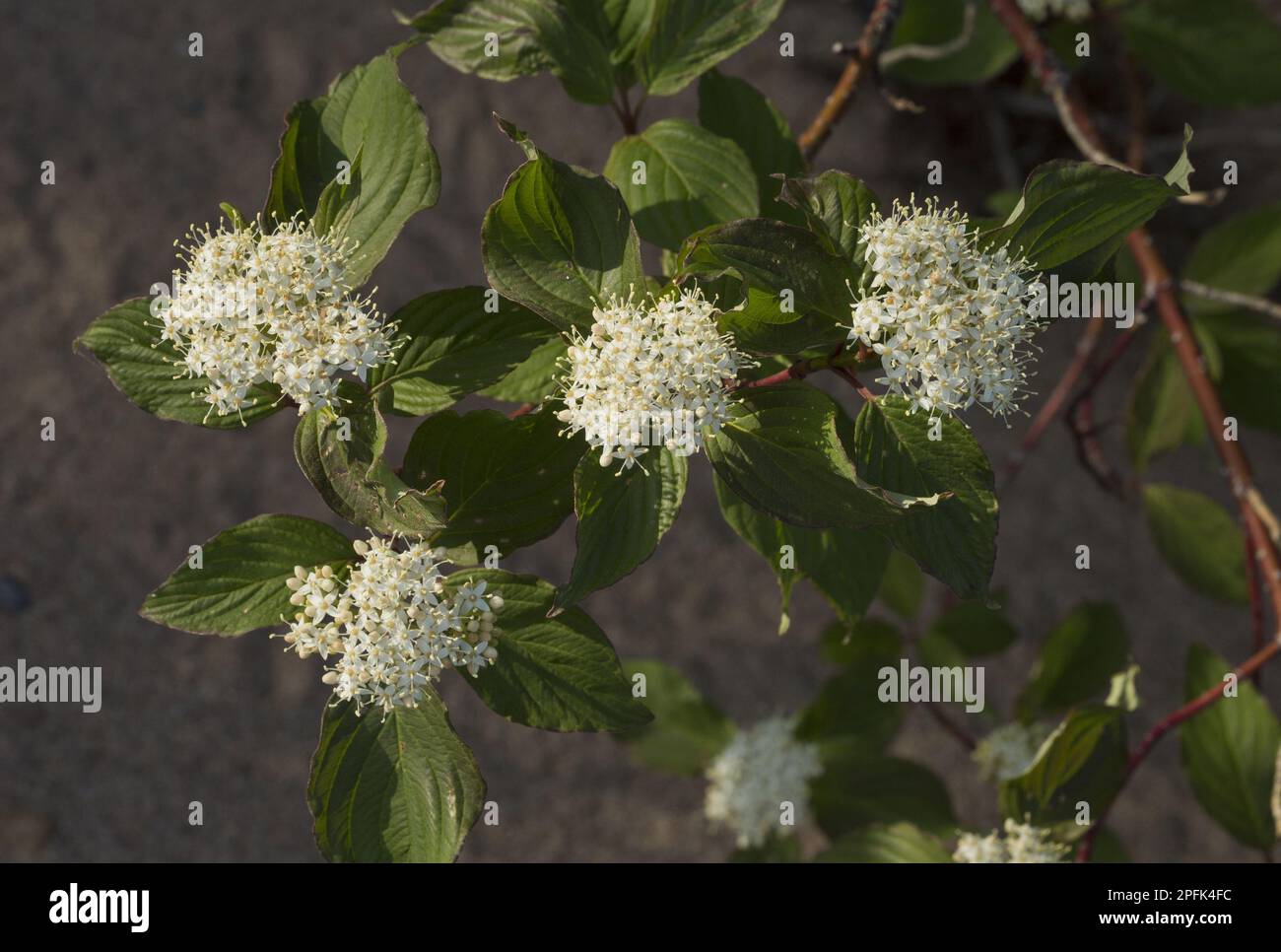 Red red osier dogwood (Cornus sericea) close-up of flowers ...