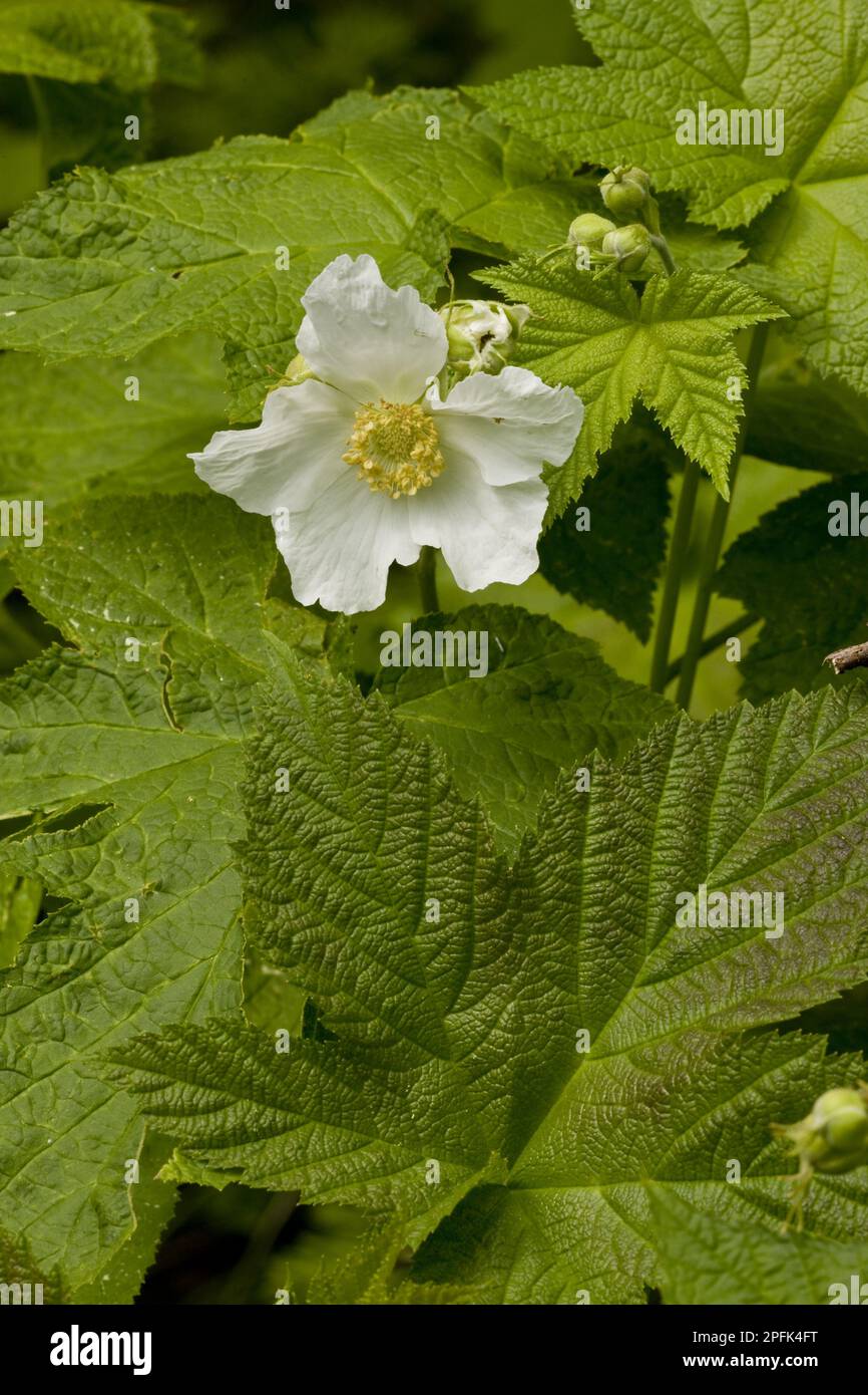 Flowering thimbleberry (Rubus parviflorus), in the forest, Canada Stock ...