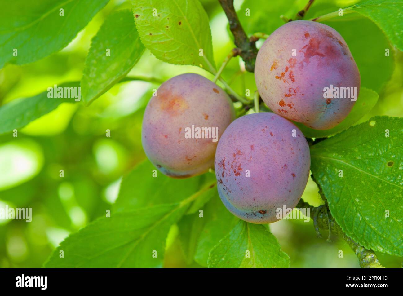 Plum (Prunus domestica) 'Opal', close-up of fruit, growing in orchard ...