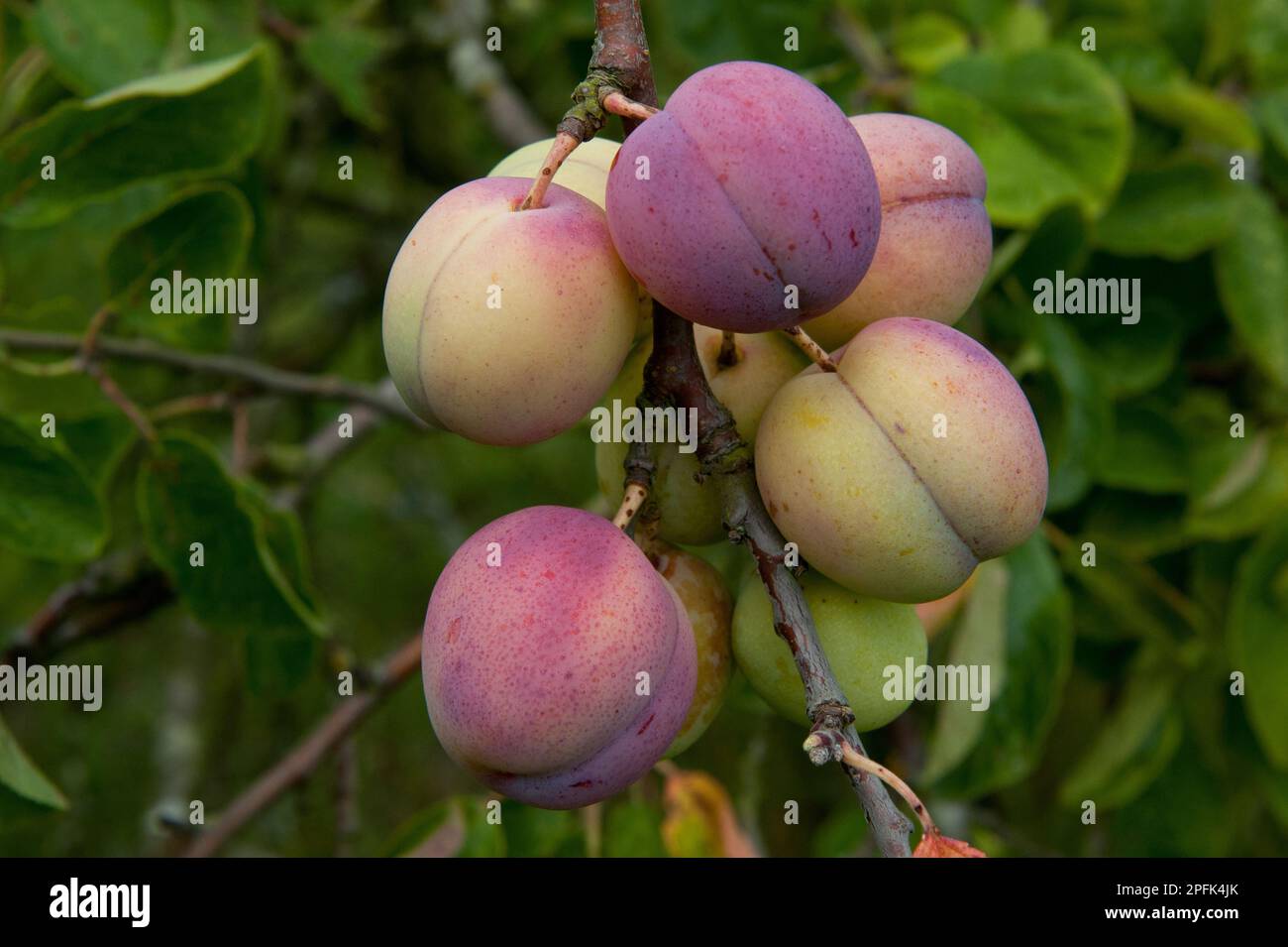 Plum avalon hi-res stock photography and images - Alamy