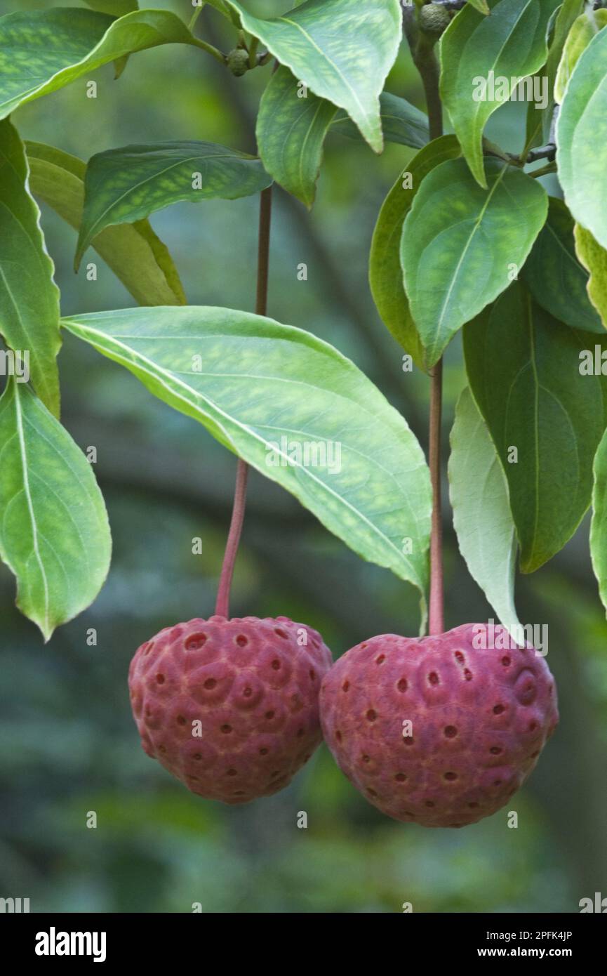 Cultivated dogwood (Cornus kousa x capitata) 'Norman Hadden ...